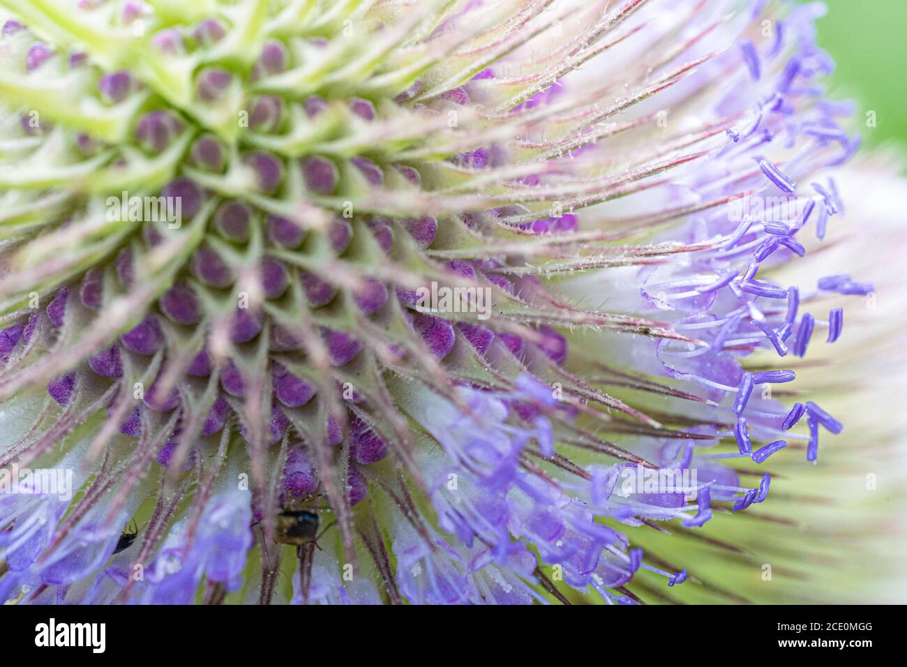 Texture layer background nature image abstract of thistle Stock Photo ...