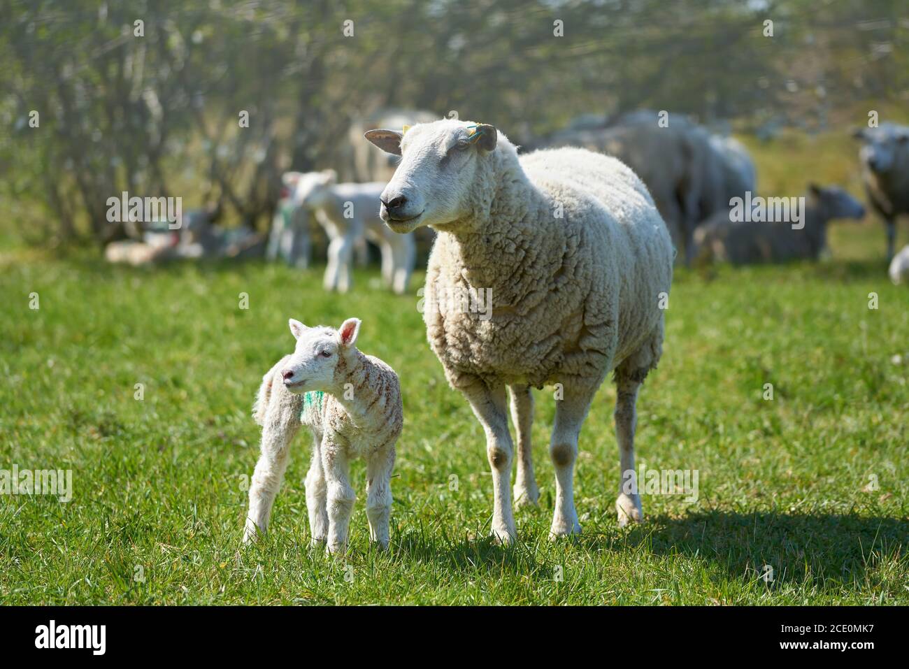 Young newborn sheep with mother on a meadow in spring Stock Photo - Alamy
