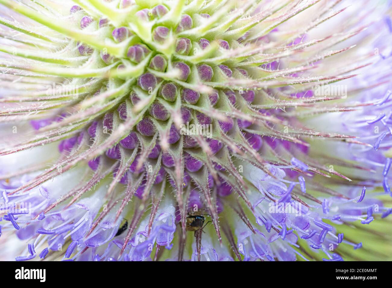 Texture layer background nature image abstract of thistle Stock Photo ...