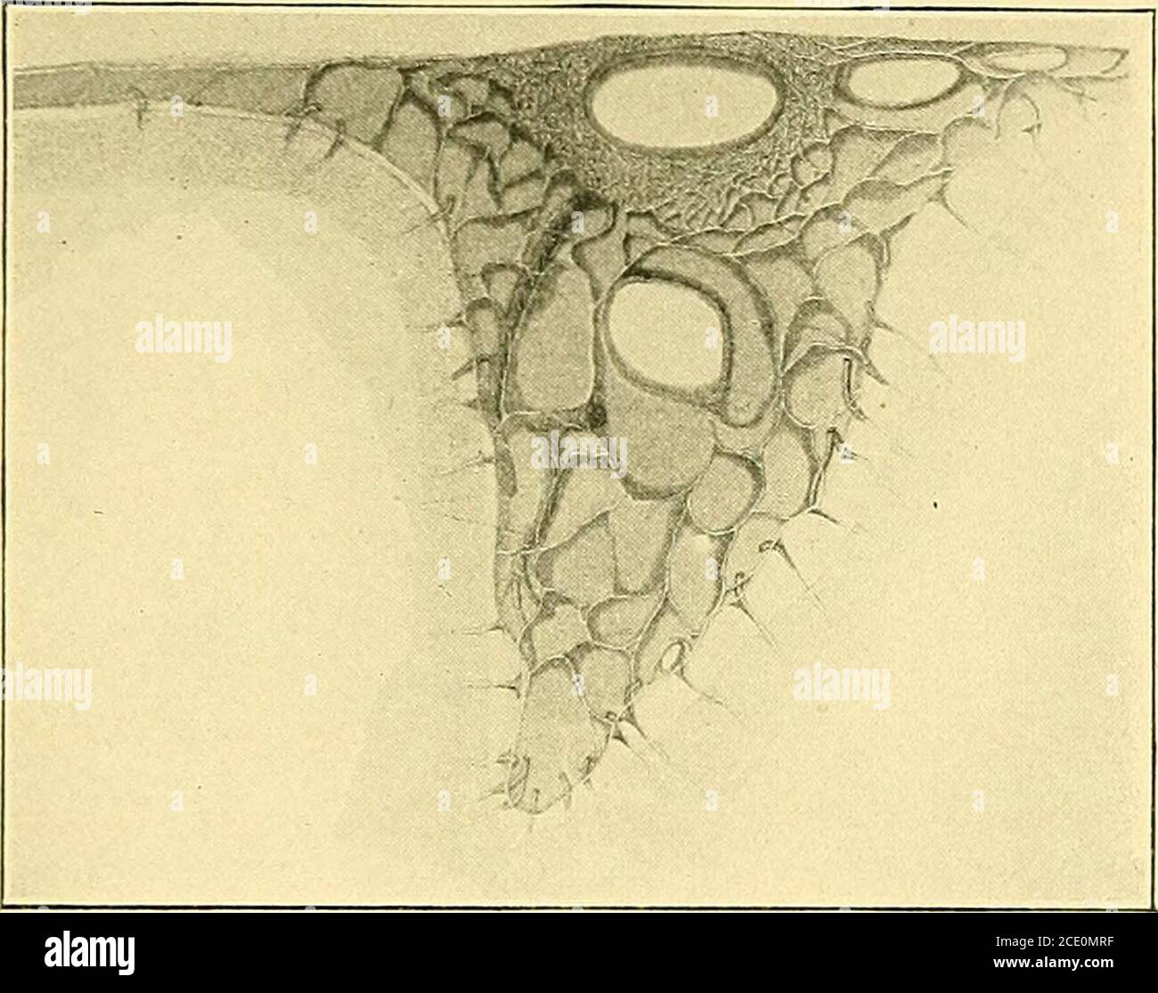 Cerebral Cortex Tissue