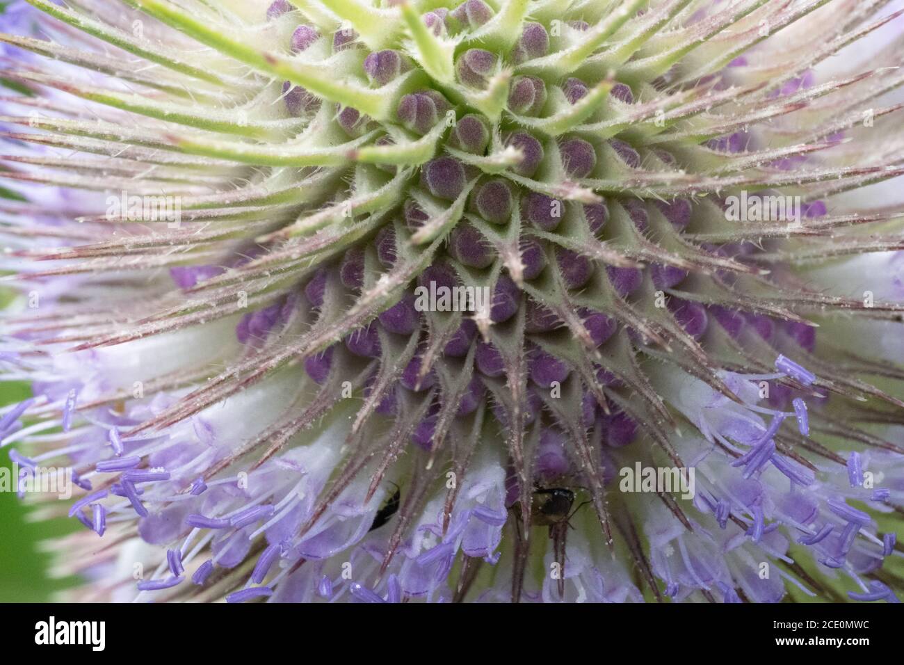 Texture layer background nature image abstract of thistle Stock Photo ...
