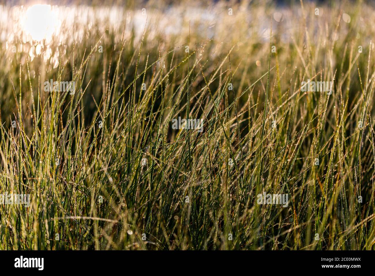 Long thin green swamp grass with morning dew. Close-up with selective ...