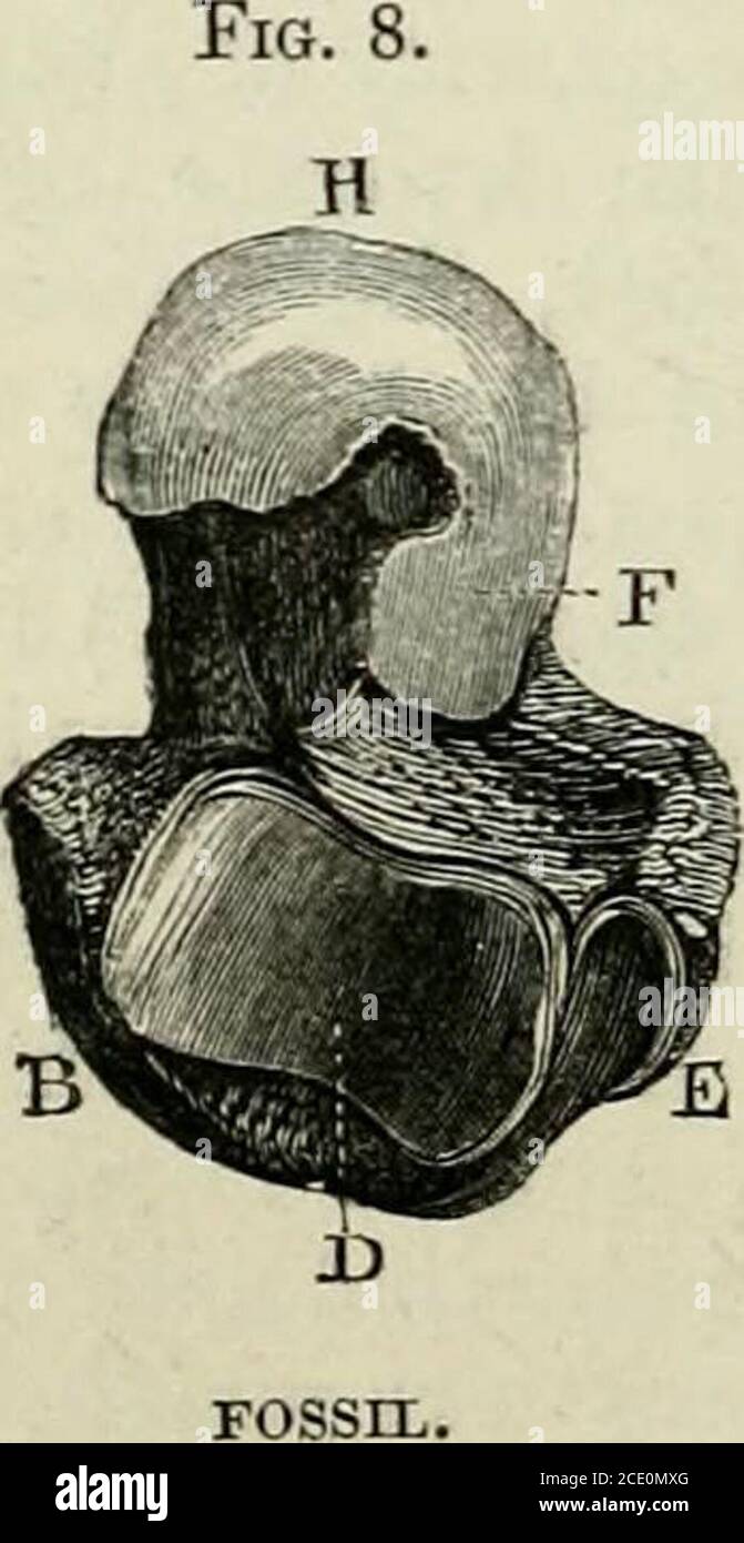 . Palaeontological memoirs and notes of H. Falconer, with a ...