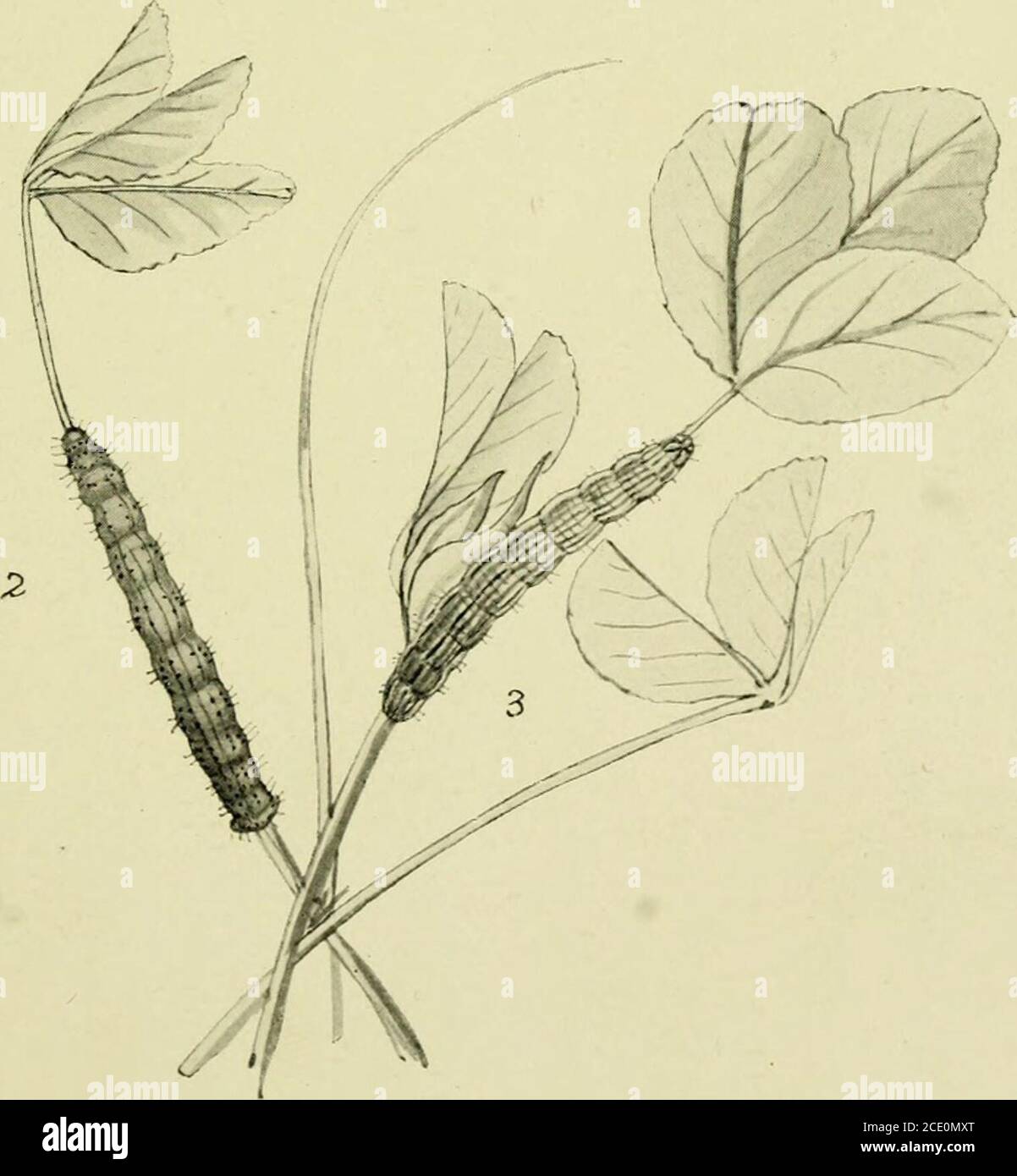 . The moths of the British Isles . 2 PL 52, 1. Mallow: caterpillar. 2 ...