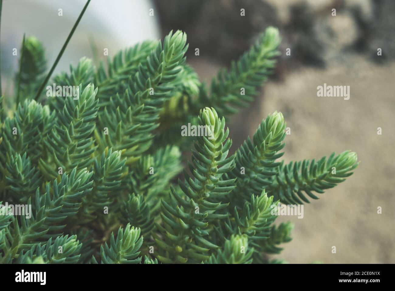 Plant needles hi-res stock photography and images - Alamy
