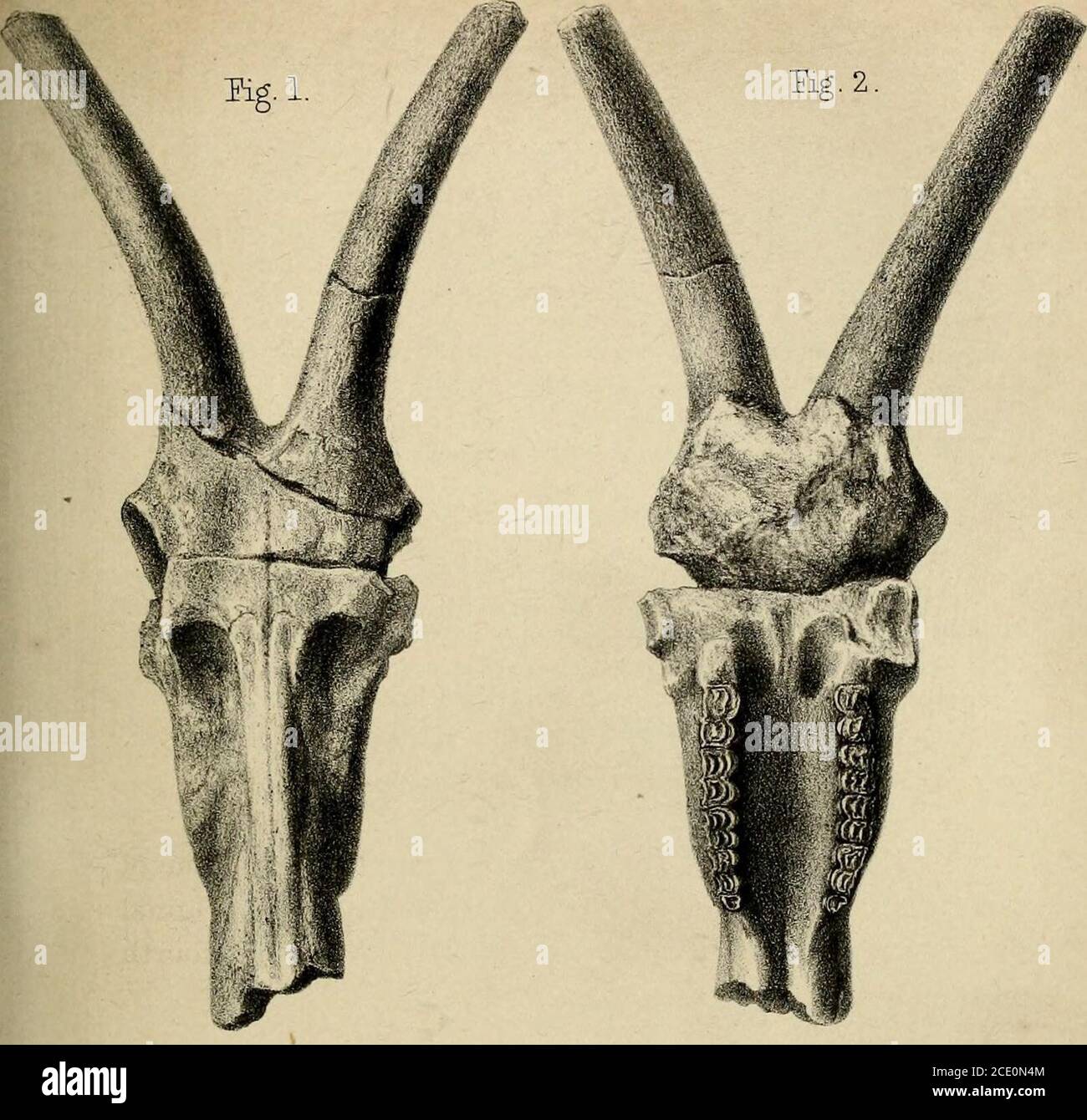 Sivatherium hi-res stock photography and images - Alamy