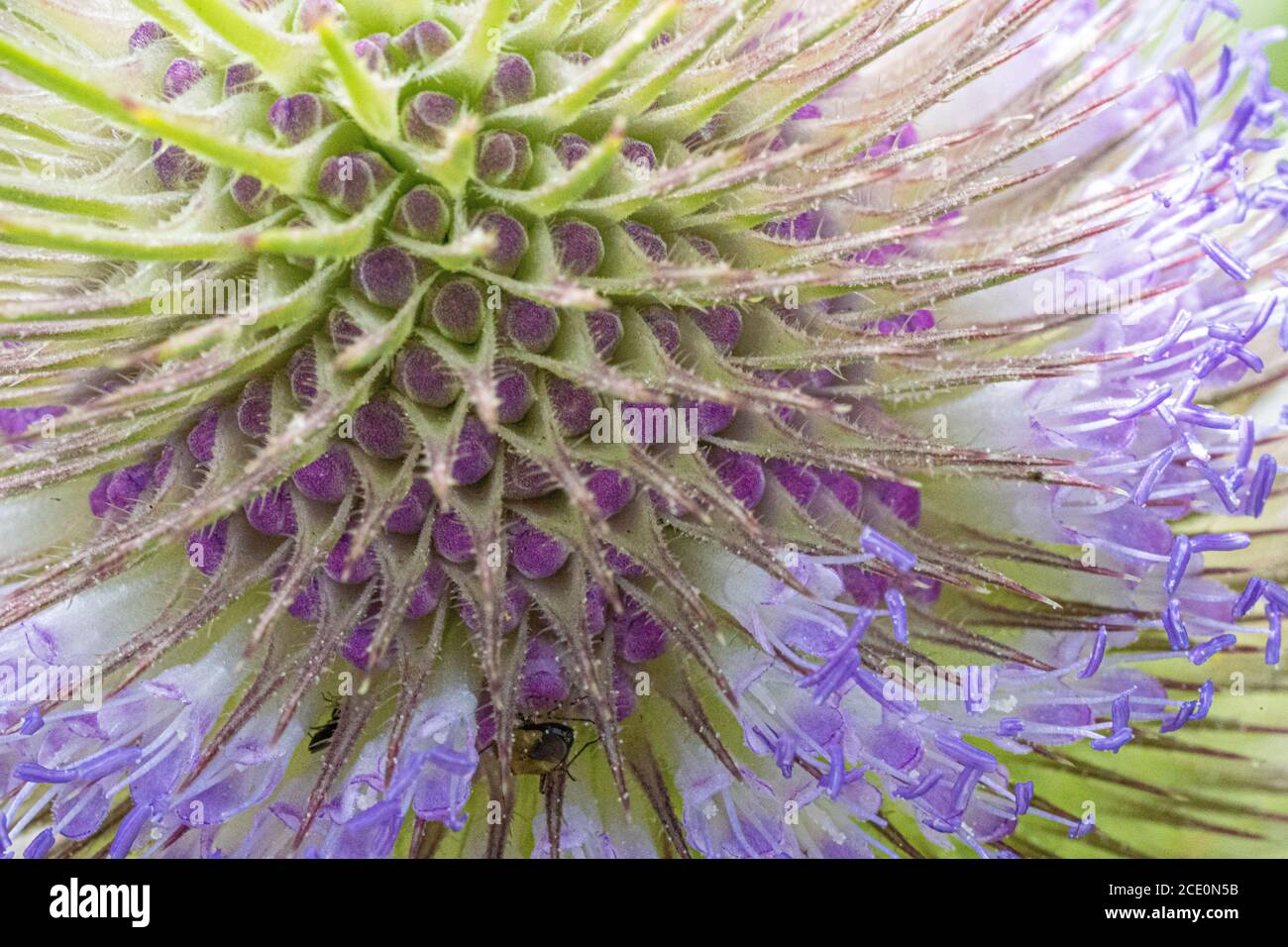 Texture layer background nature image abstract of thistle Stock Photo ...