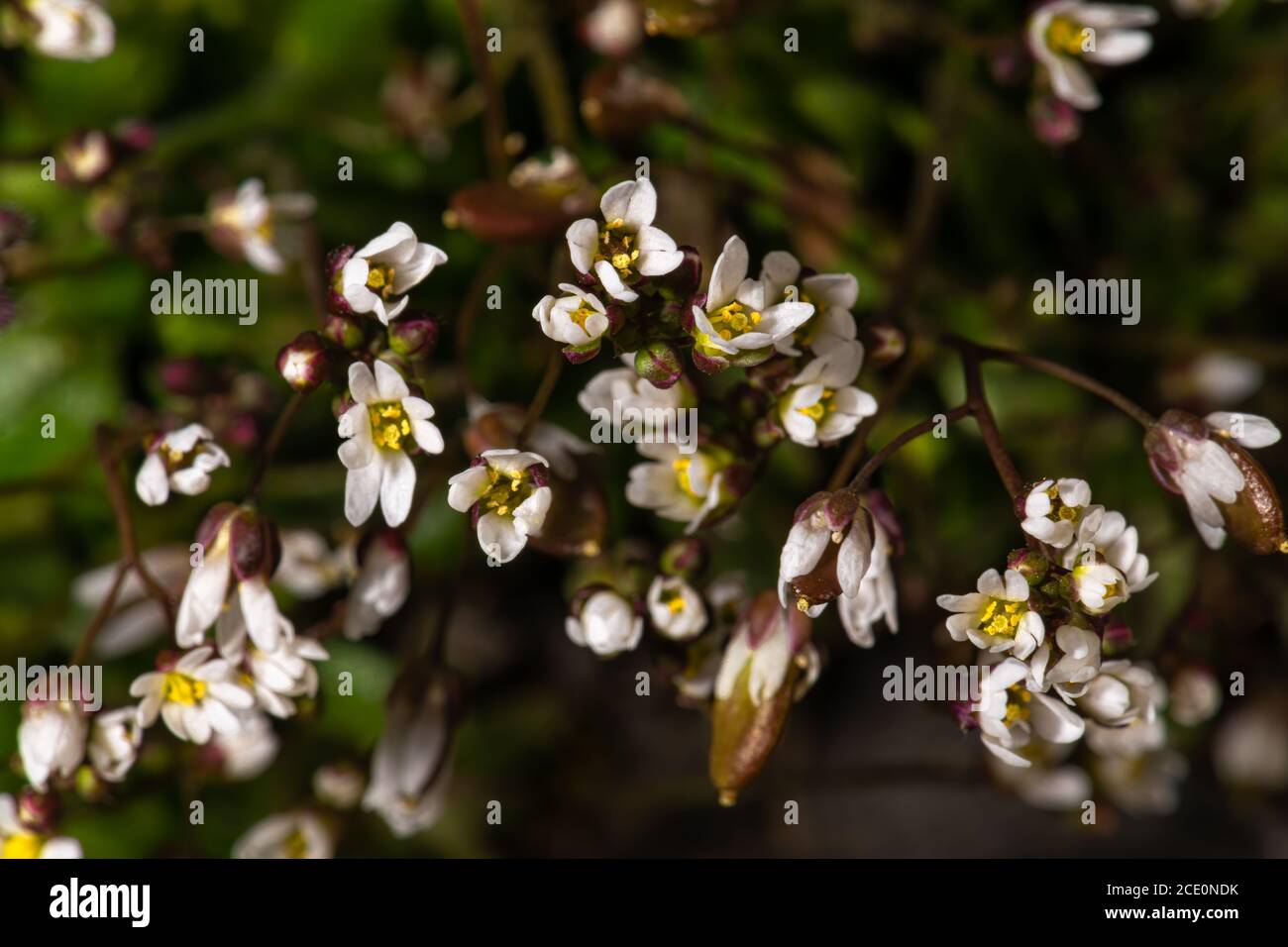 Flowering Spring Draba or Spring Whitlow-Grass (Draba verna Stock Photo ...