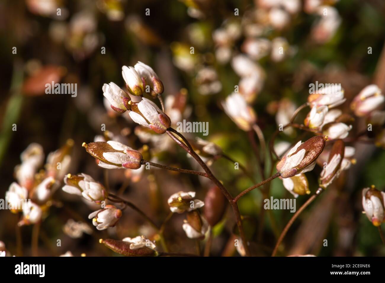Flowering Spring Draba or Spring Whitlow-Grass (Draba verna Stock Photo ...