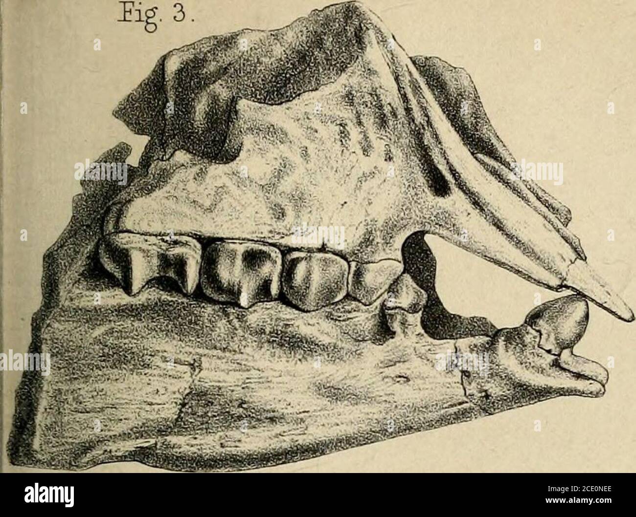 Chalicotherium hi-res stock photography and images - Alamy