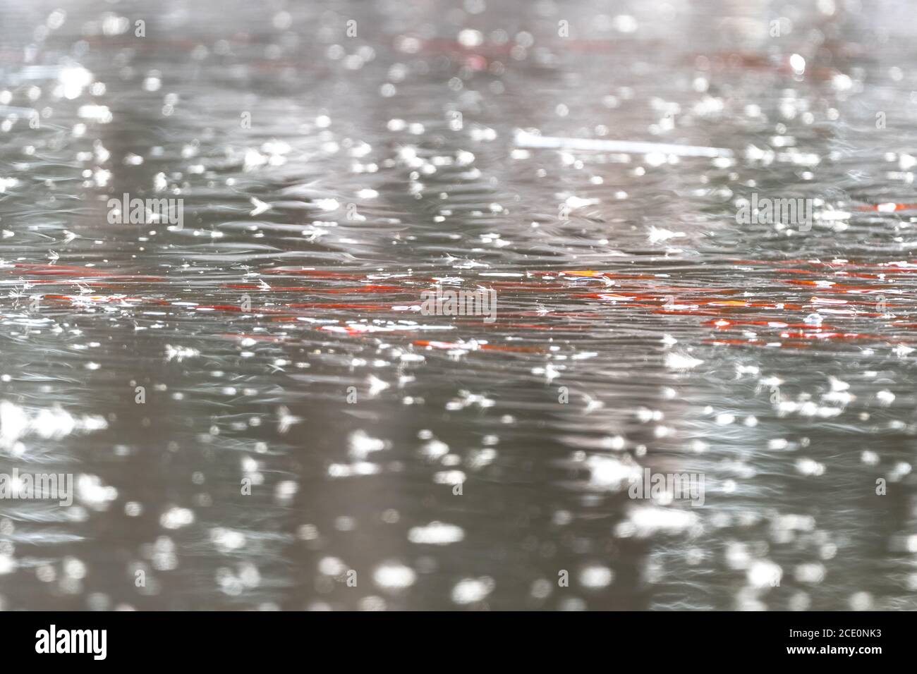 Goldfish under the Surface of a Pond Stock Photo - Alamy