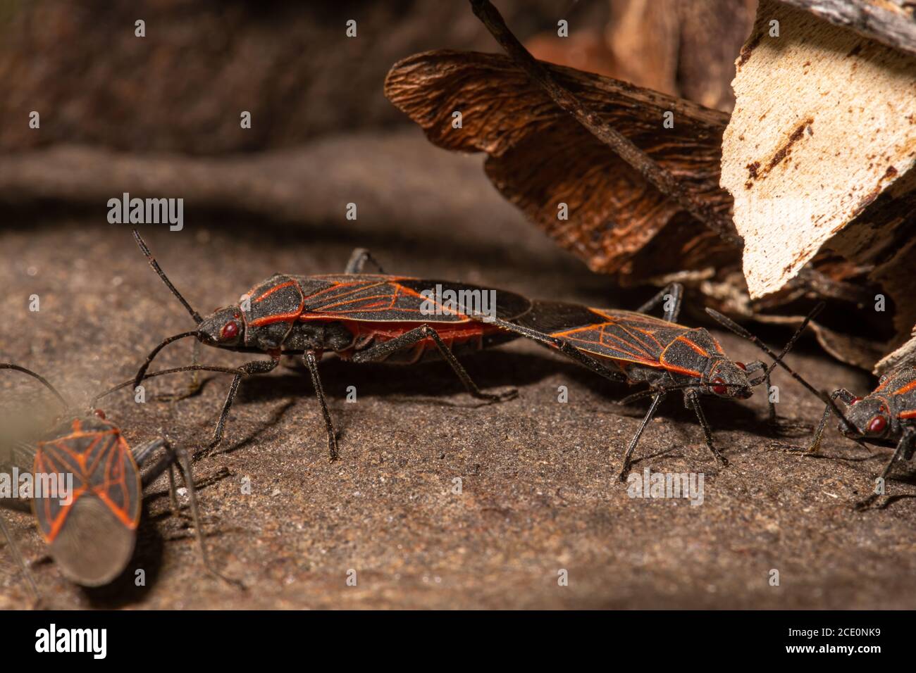 Boxelder bug hi-res stock photography and images - Alamy