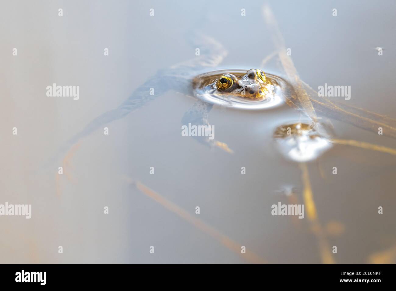 Floating Northern Red-legged Frog (Rana aurora Stock Photo - Alamy