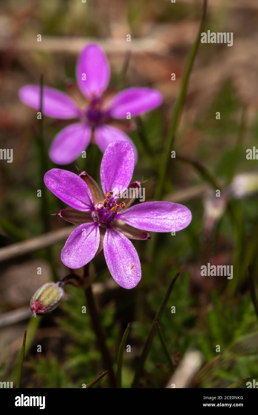 Pinweed or Common Stork's-bill Flower (Erodium cicutarium Stock Photo ...