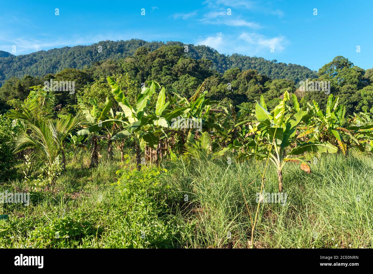 Landscape in Ketambe in the south of the Gunung Leuser National Park on ...