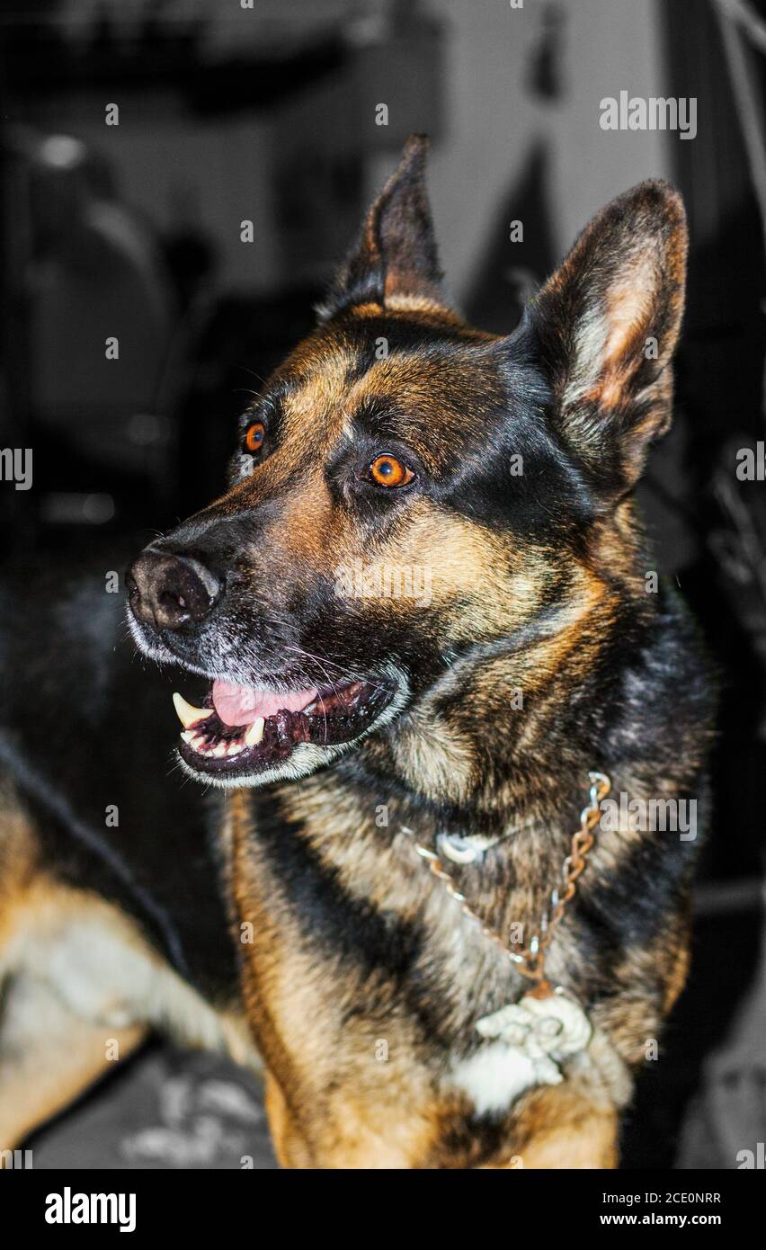 dog photography in high quality Stock Photo - Alamy