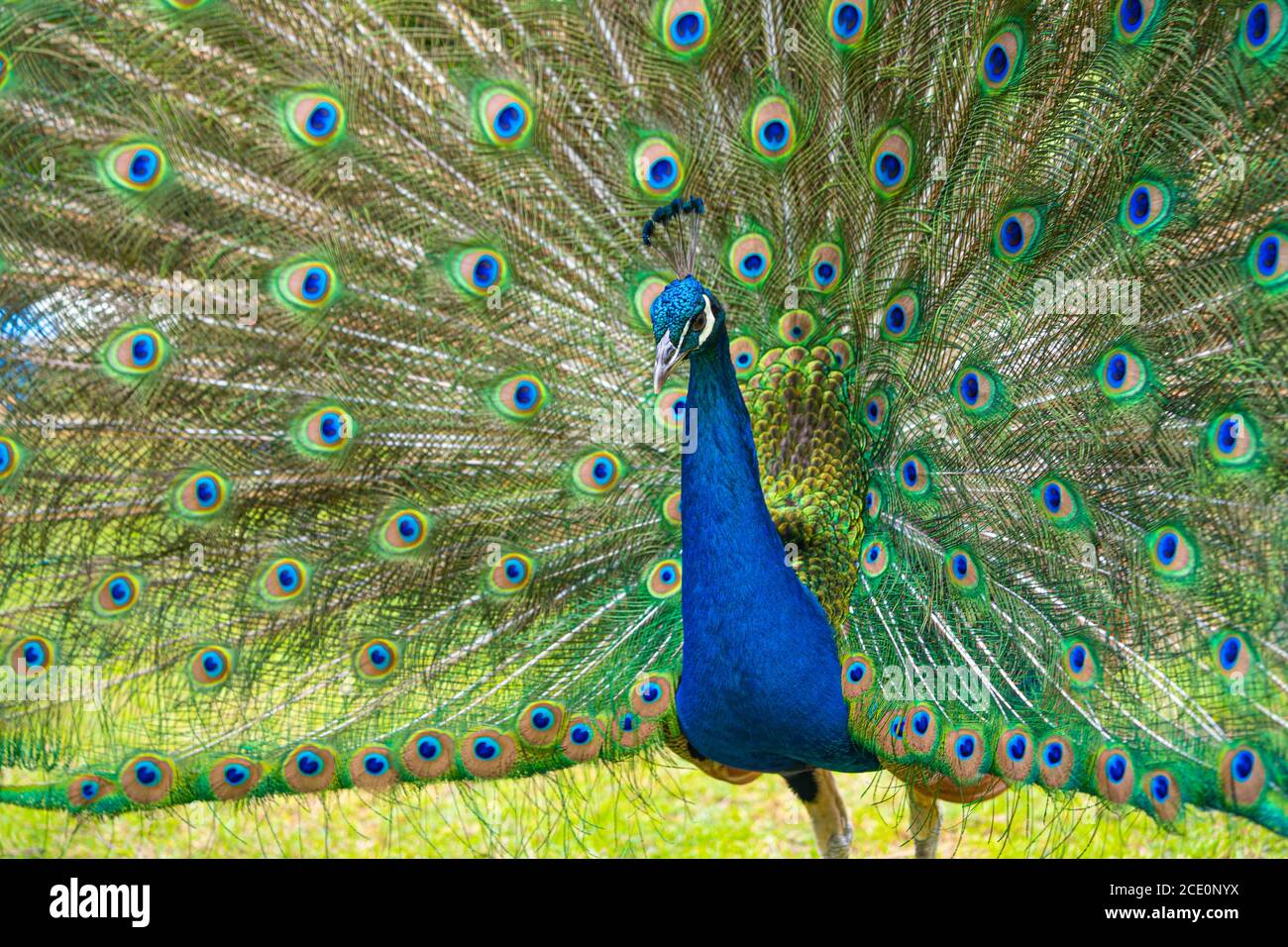 Male Peacock displaying Multicoloured, blue, green, gold, Feathers in ...