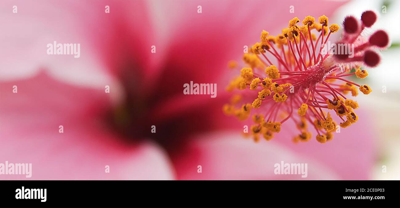 photography of flower with pollen in high quality Stock Photo - Alamy