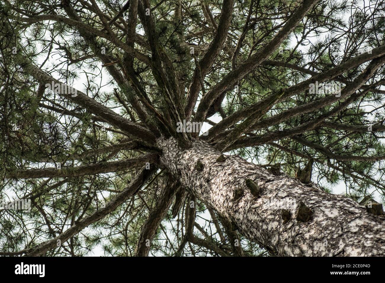 Bark pine tree trunk texture hi-res stock photography and images - Alamy