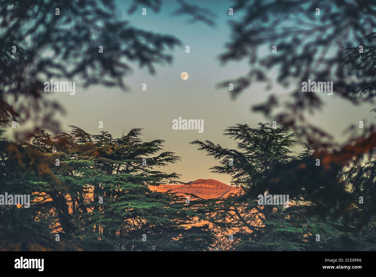 Amazing Landscape of a Beautiful Cedars Forest on the Lebanese ...