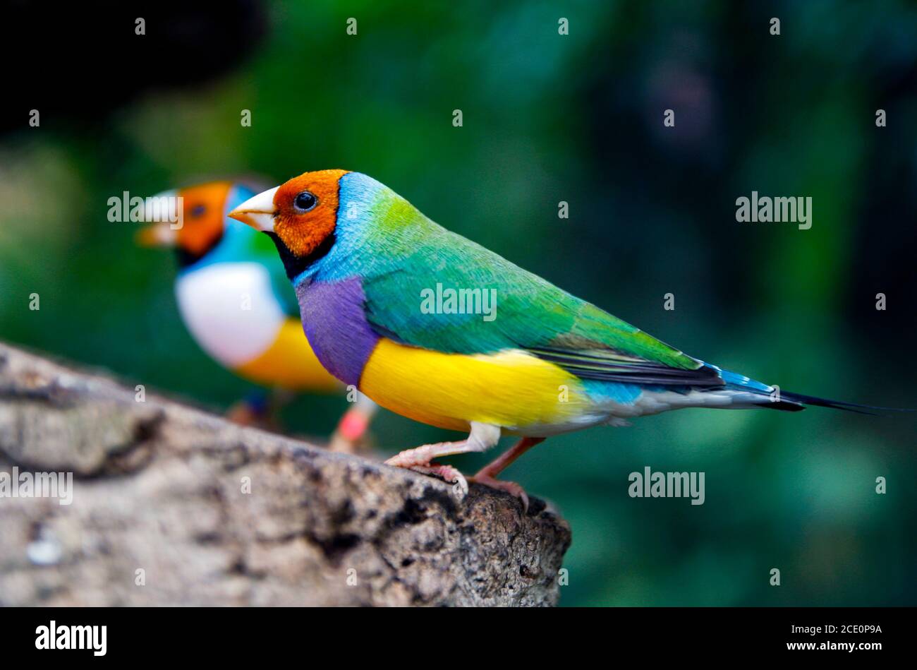 High flying small bird hi-res stock photography and images - Alamy