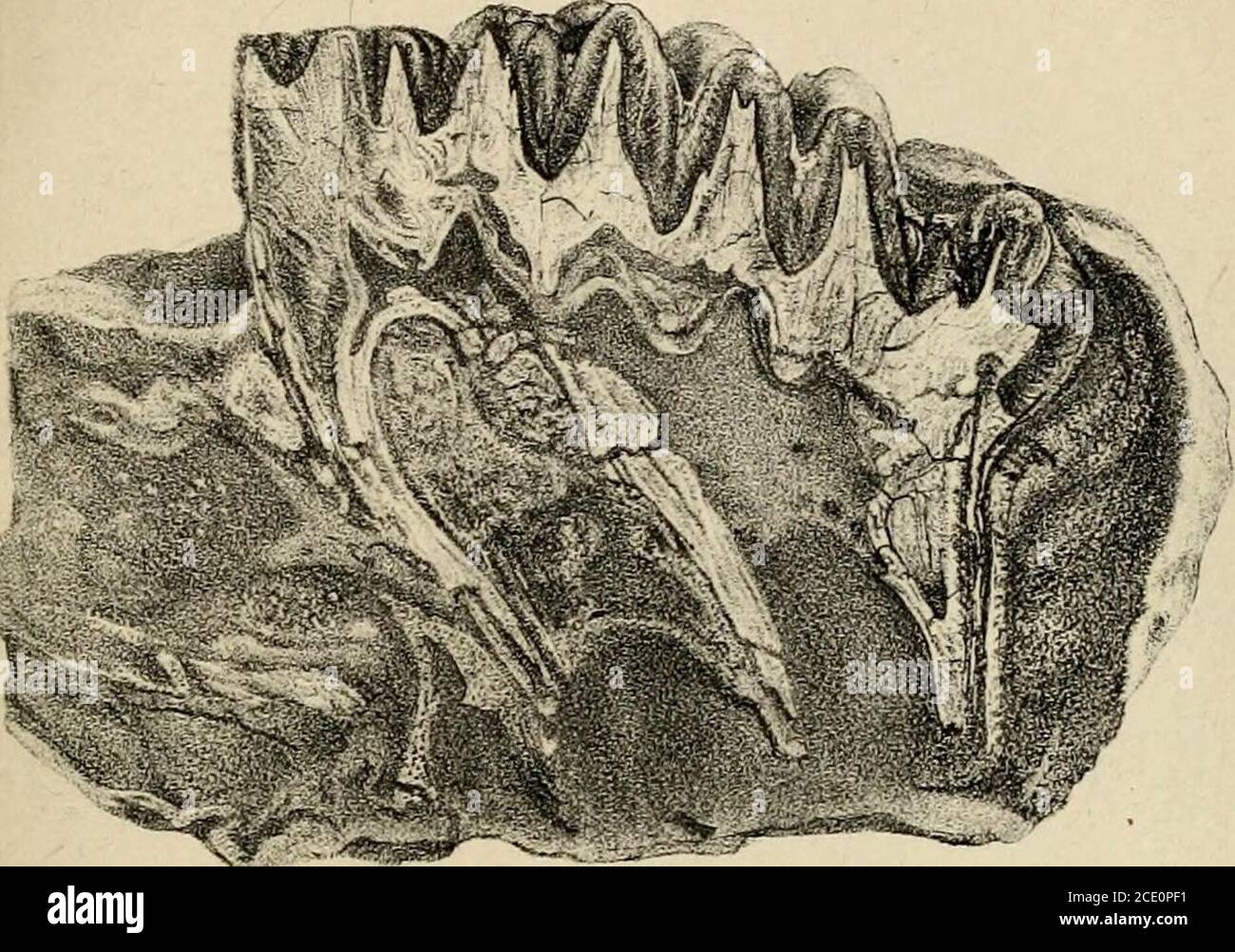 Mastodon giganteum hi-res stock photography and images - Alamy