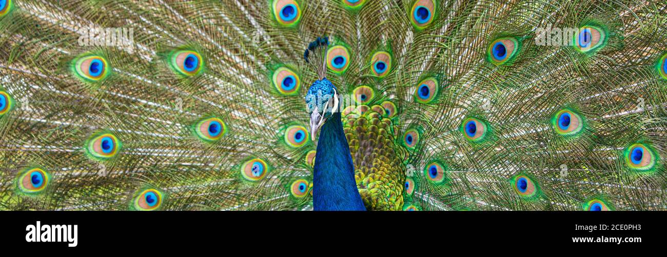 Male Peacock displaying Multicoloured, blue, green, gold, Feathers in ...