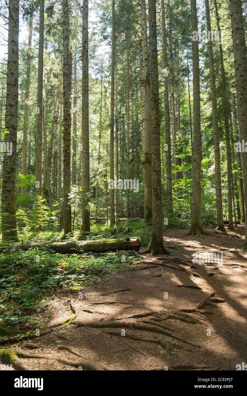 Path leading pine forest hi-res stock photography and images - Alamy