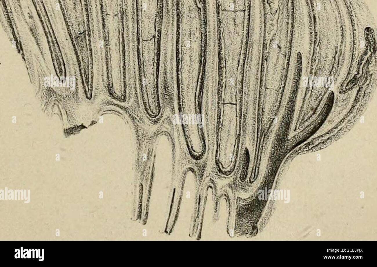 Elephant molar tooth hi-res stock photography and images - Alamy