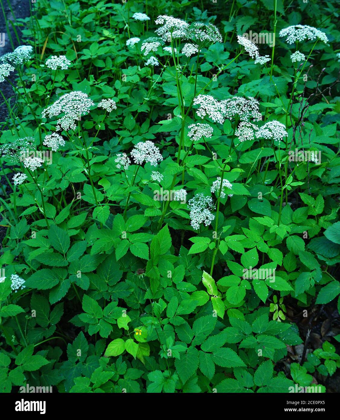 Goutweed hi-res stock photography and images - Alamy