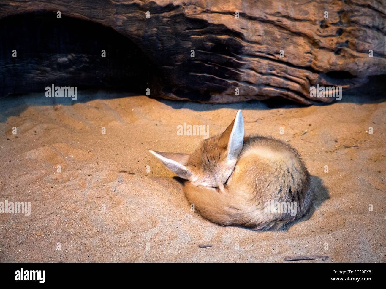 photograph of a fox in high quality Stock Photo - Alamy