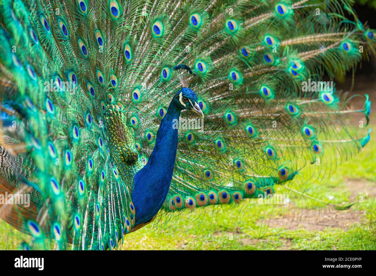 Male Peacock displaying Multicoloured, blue, green, gold, Feathers in ...
