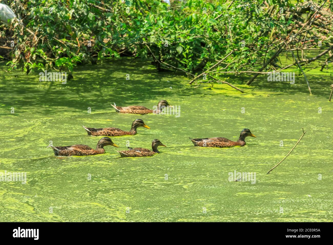 Flock of domestic ducks, in a green pond of Italy, Europe. Anas ...