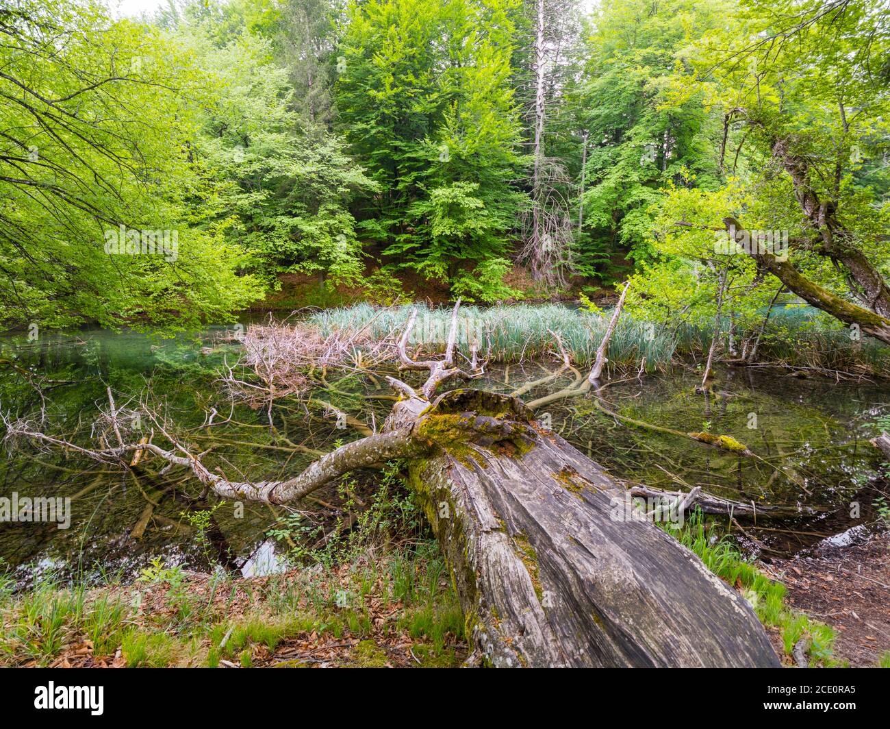 Naturally fallen tree hi-res stock photography and images - Alamy