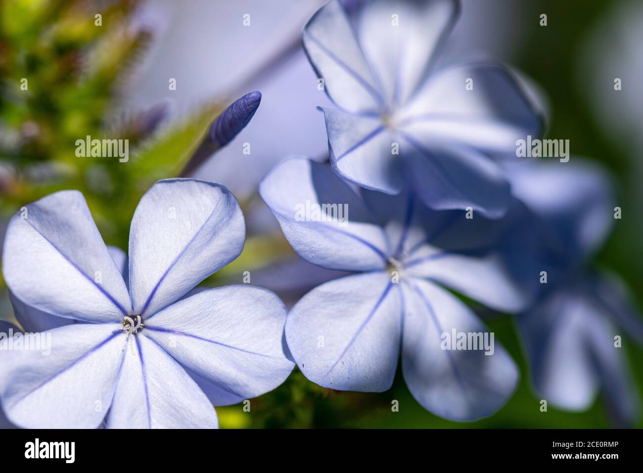 a collection of blooming blue flowers in a garden in Marbella, Spain ...