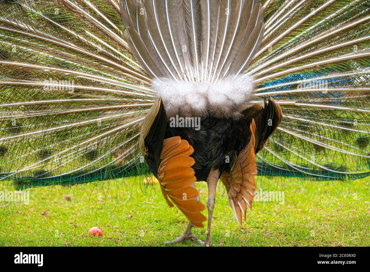 Male Peacocks Mating