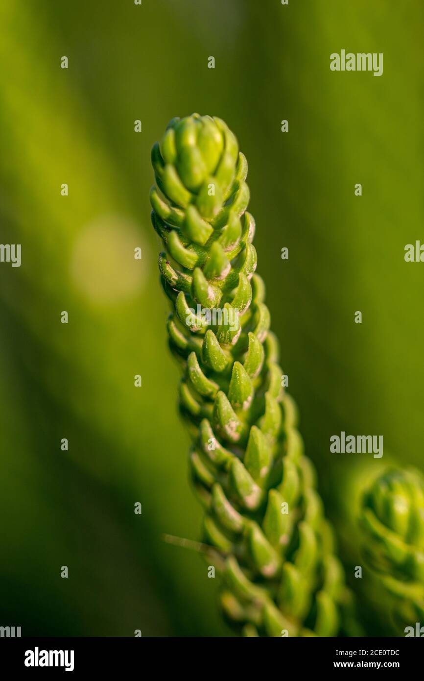 a single cactus plant isolated in a garden and growing in the sunlight ...
