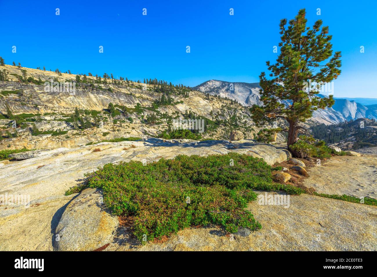 trees of Olmsted Point in Yosemite National Park, California, United ...