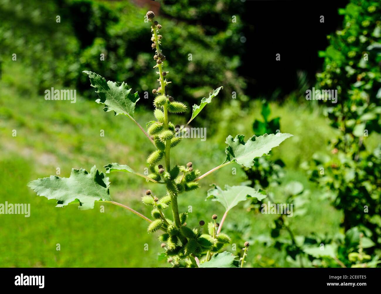 Common cocklebur, Large cocklebur, Xanthium strumarium, annual herb ...