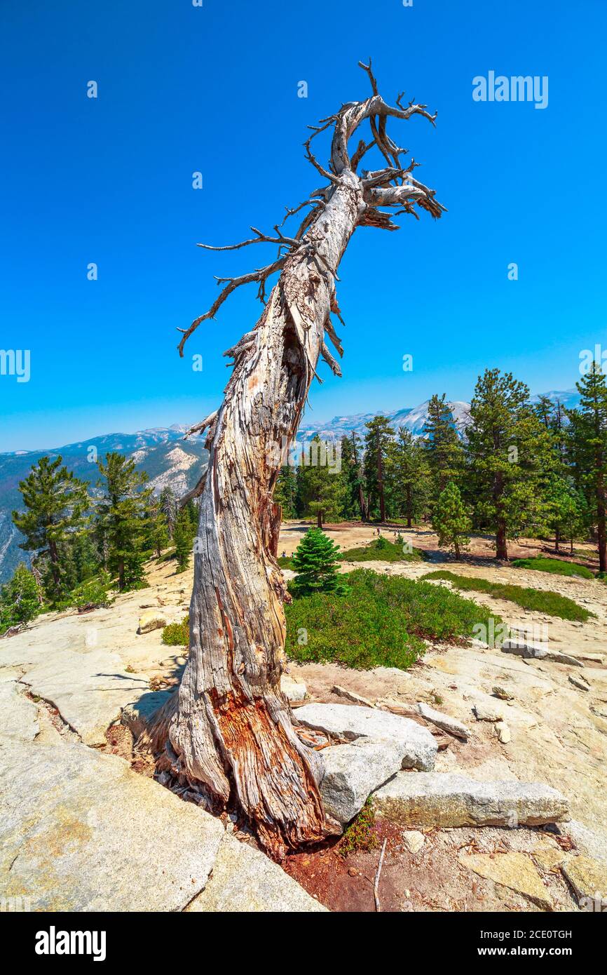 Dead tree of in Yosemite National Park at Sentinel Dome. Top view of ...