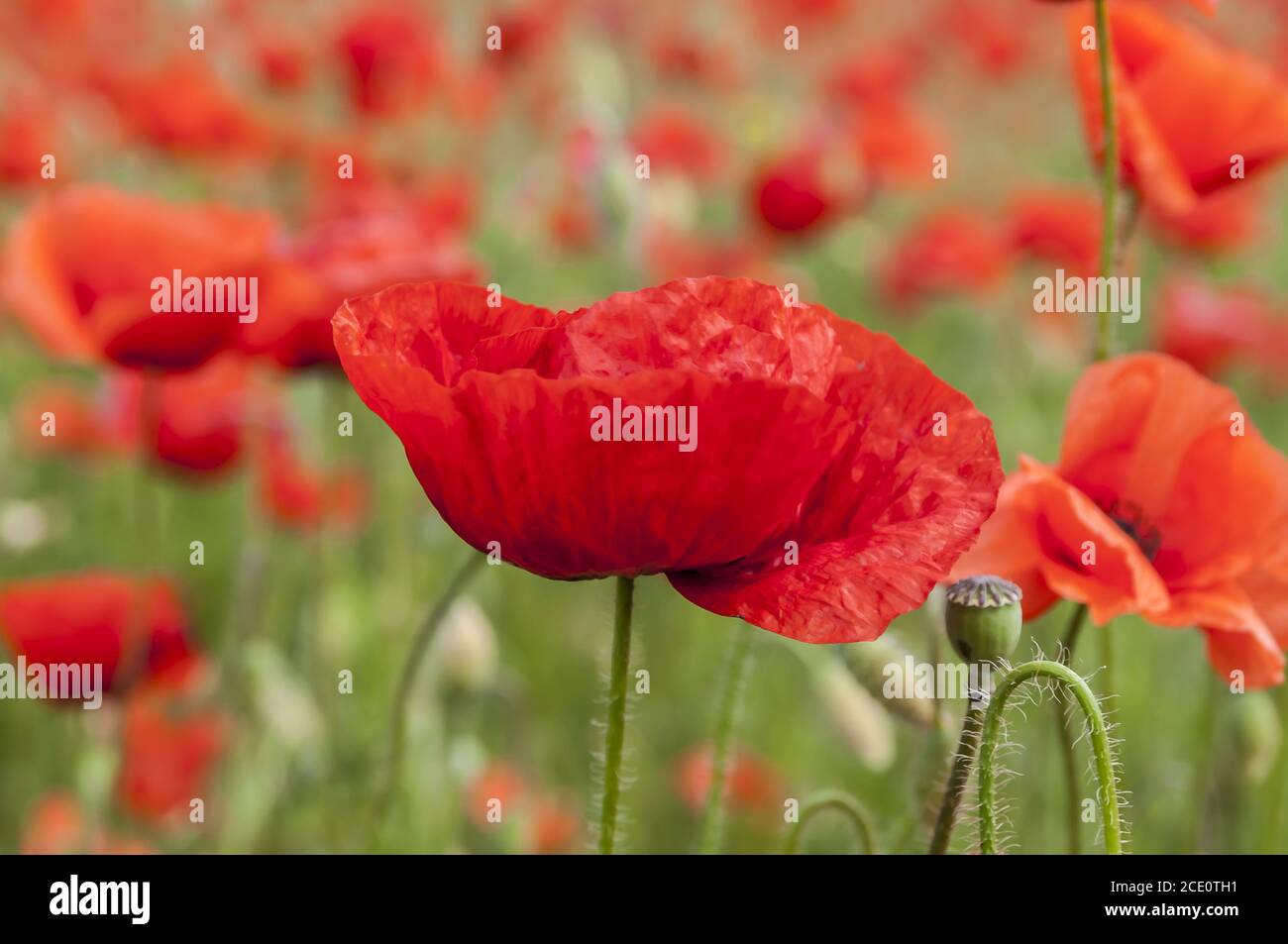 Red banner design on hi-res stock photography and images - Alamy