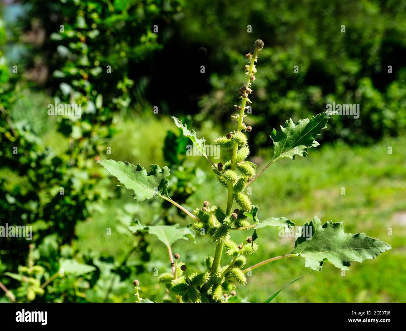 Cocklebur hi-res stock photography and images - Alamy