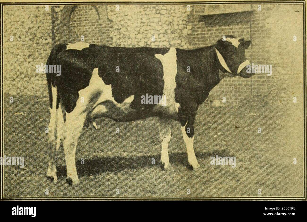 Dodo cow hi-res stock photography and images - Alamy