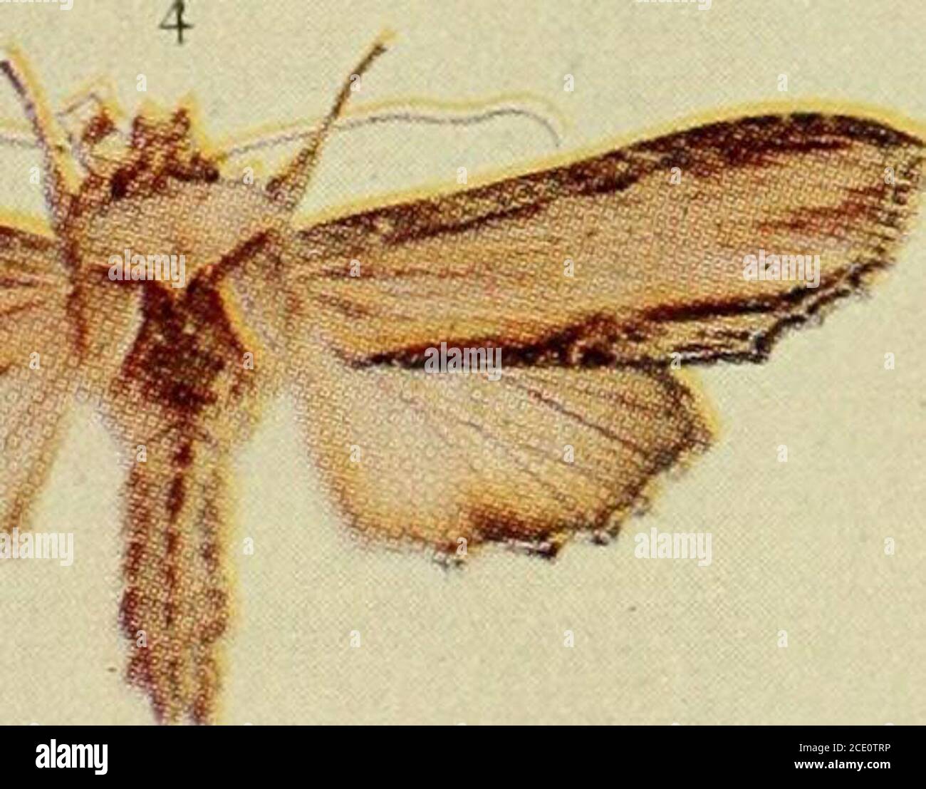 . The moths of the British Isles . %1Sf»^ Hf Stock Photo - Alamy