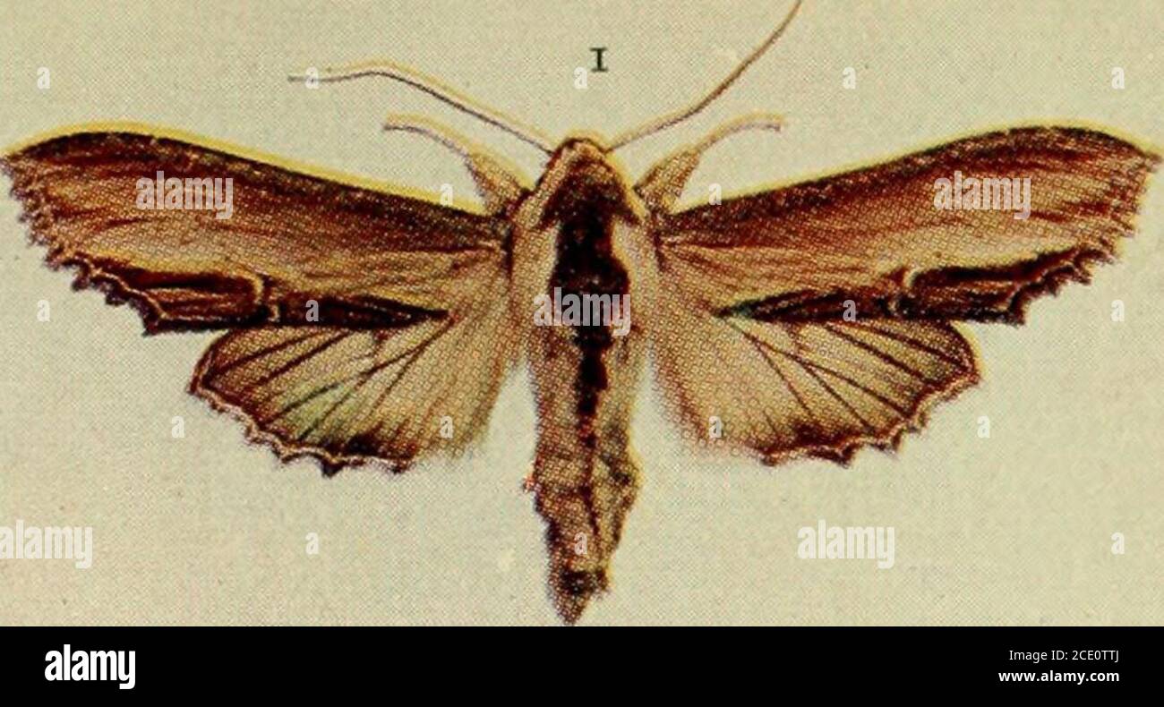 . The moths of the British Isles . 2 PL 14- I, 2. Red Sword-grass, male ...