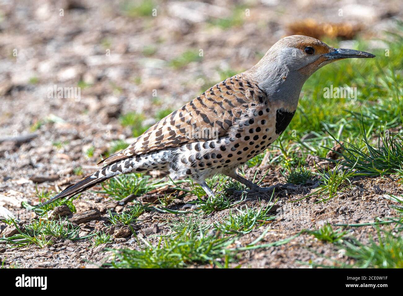 Northern or Common Flicker (Colaptes auratus Stock Photo - Alamy