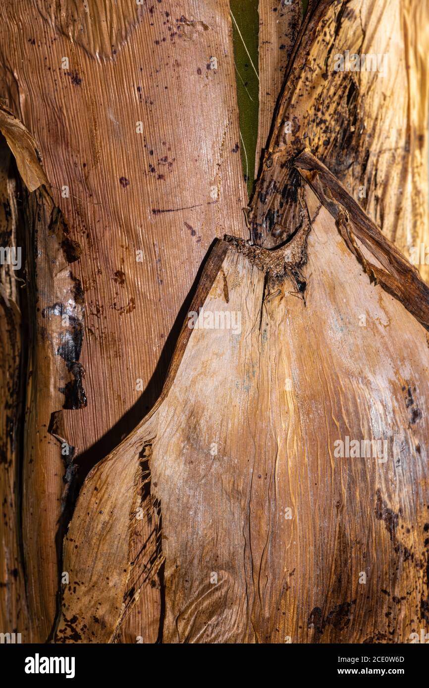 Stem with Old Leaves of a Dwarf Banana (Musa acuminata Stock Photo - Alamy