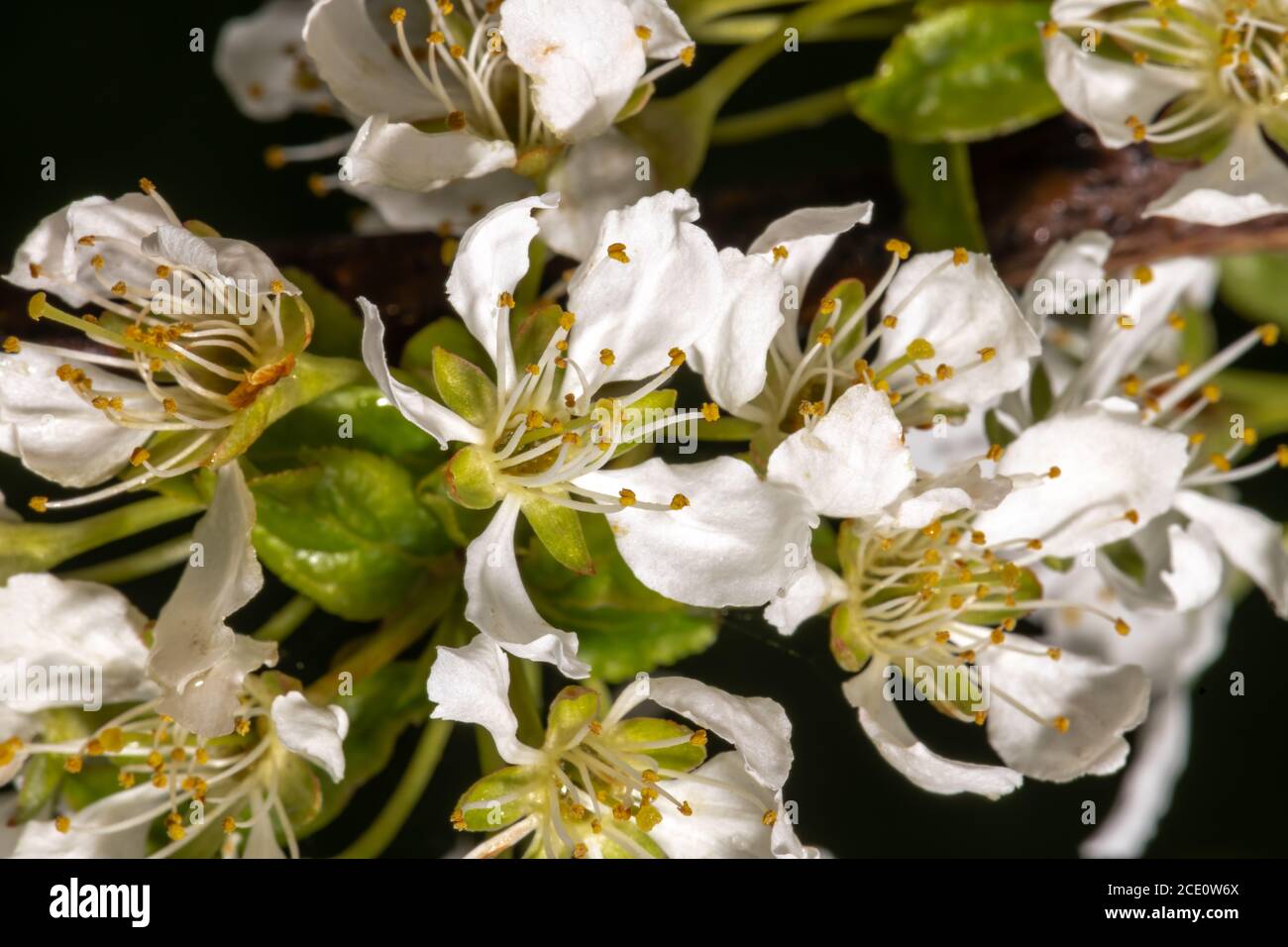 Plum tree flower hi-res stock photography and images - Alamy