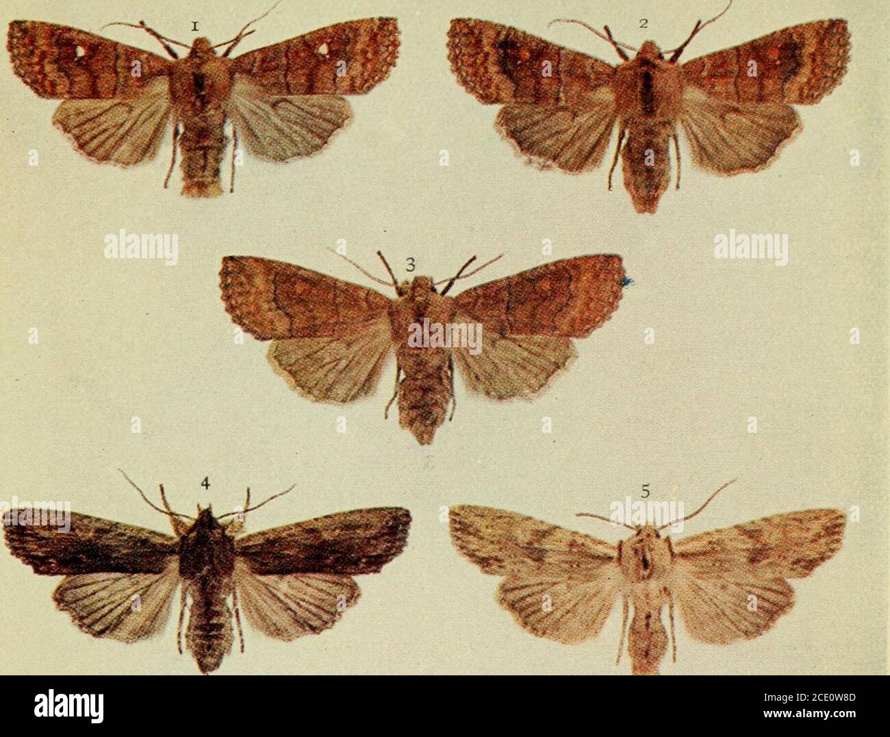 White spiracles hi-res stock photography and images - Alamy