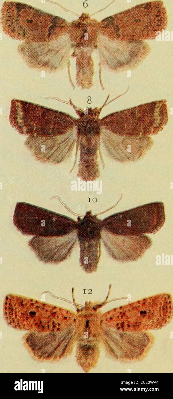 . The moths of the British Isles . 2 /v. II. t, 2. Red-headed Chestnut ...